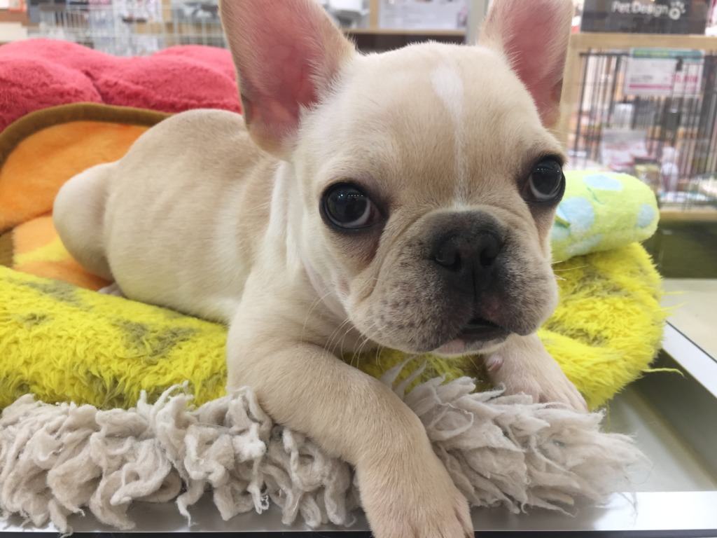 IMG_2932 | ペットハウステンテンペットハウステンテン