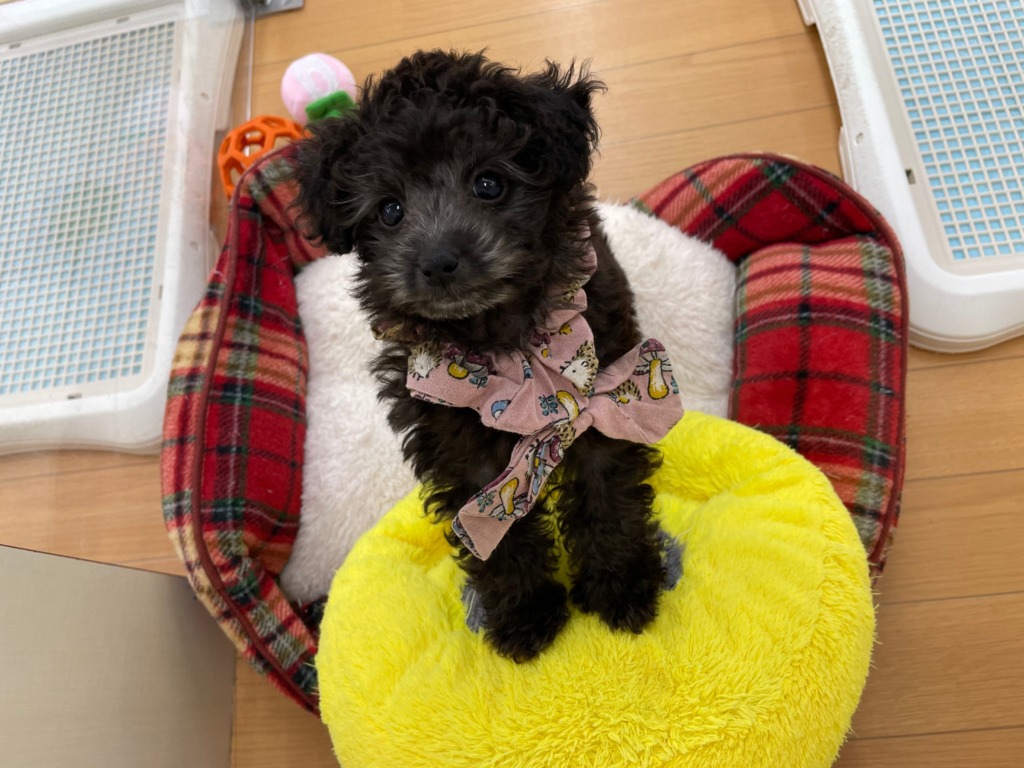 IMG_2938 | ペットハウステンテンペットハウステンテン